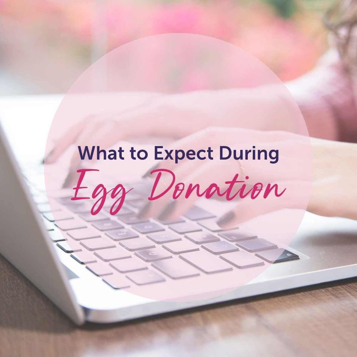 What to Expect During Egg Donation | Egg Donors UK
